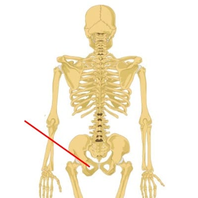 Obturator Foramen Contents