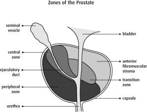 Prostate zones – Oncology Medical Physics